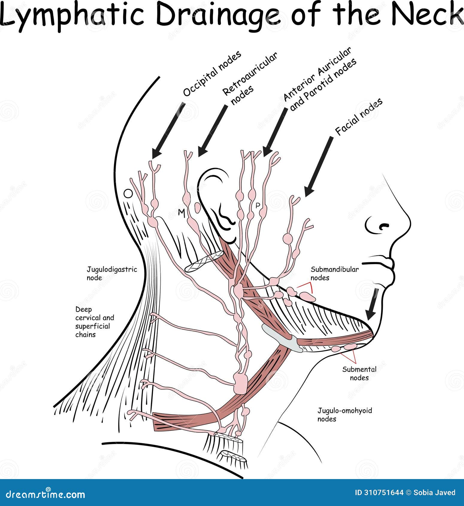 Lymphatic Drainage of the Neck Stock Vector - Illustration of antigen ...