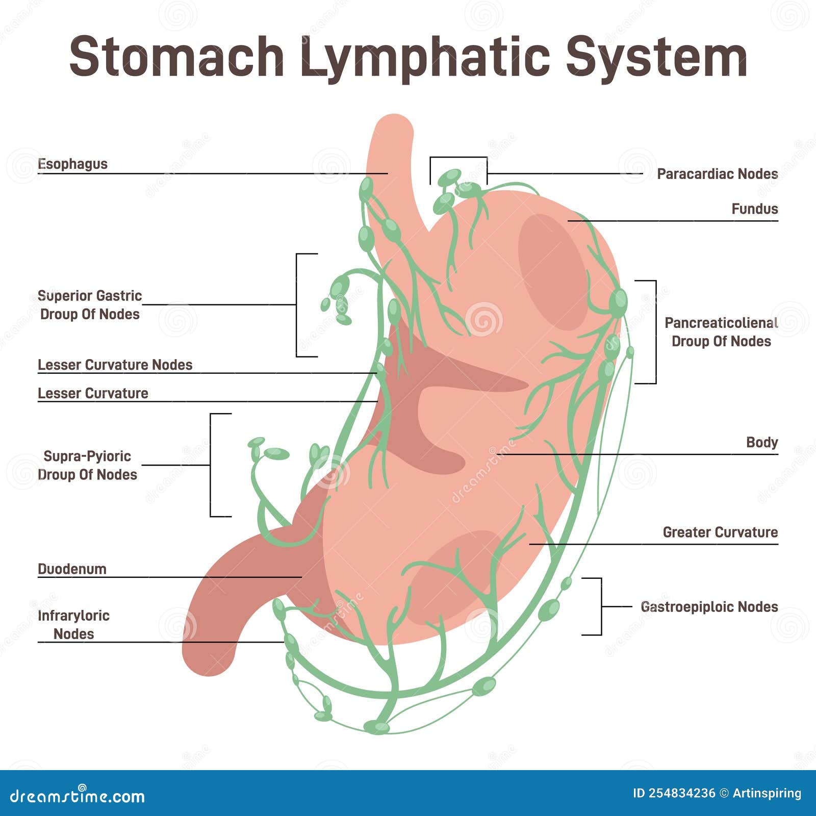 How To Do Lymphatic Drainage Massage Face Massage Lines Beautiful