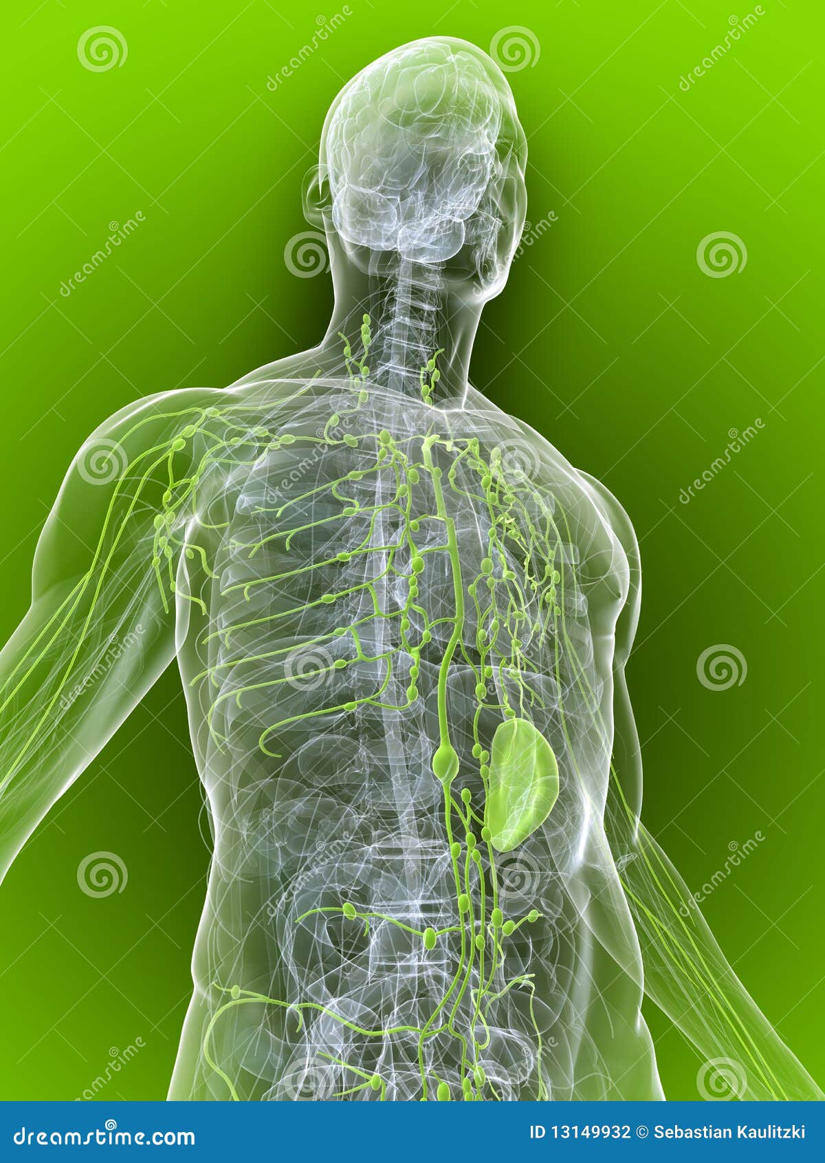 The Lymphatic System - The Thorax Royalty-Free Cartoon | CartoonDealer ...