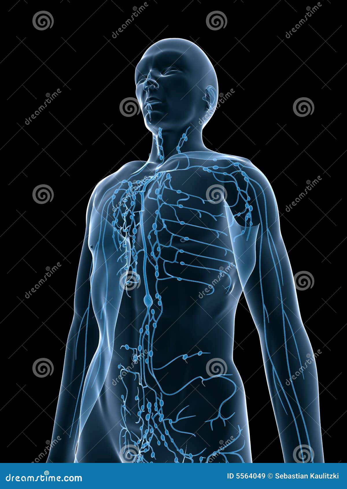 Lymphatic system stock illustration. Illustration of medical - 5564049