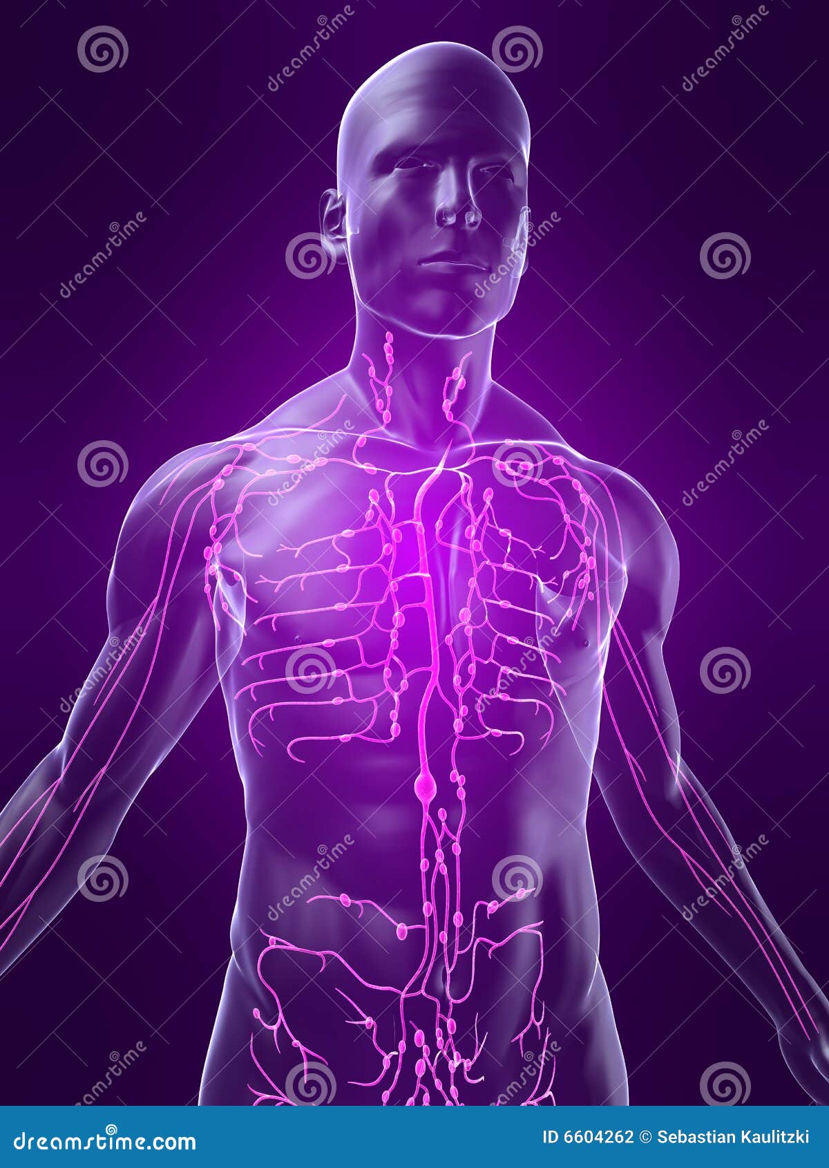 Lymphatic system stock illustration. Illustration of skeleton - 6604262