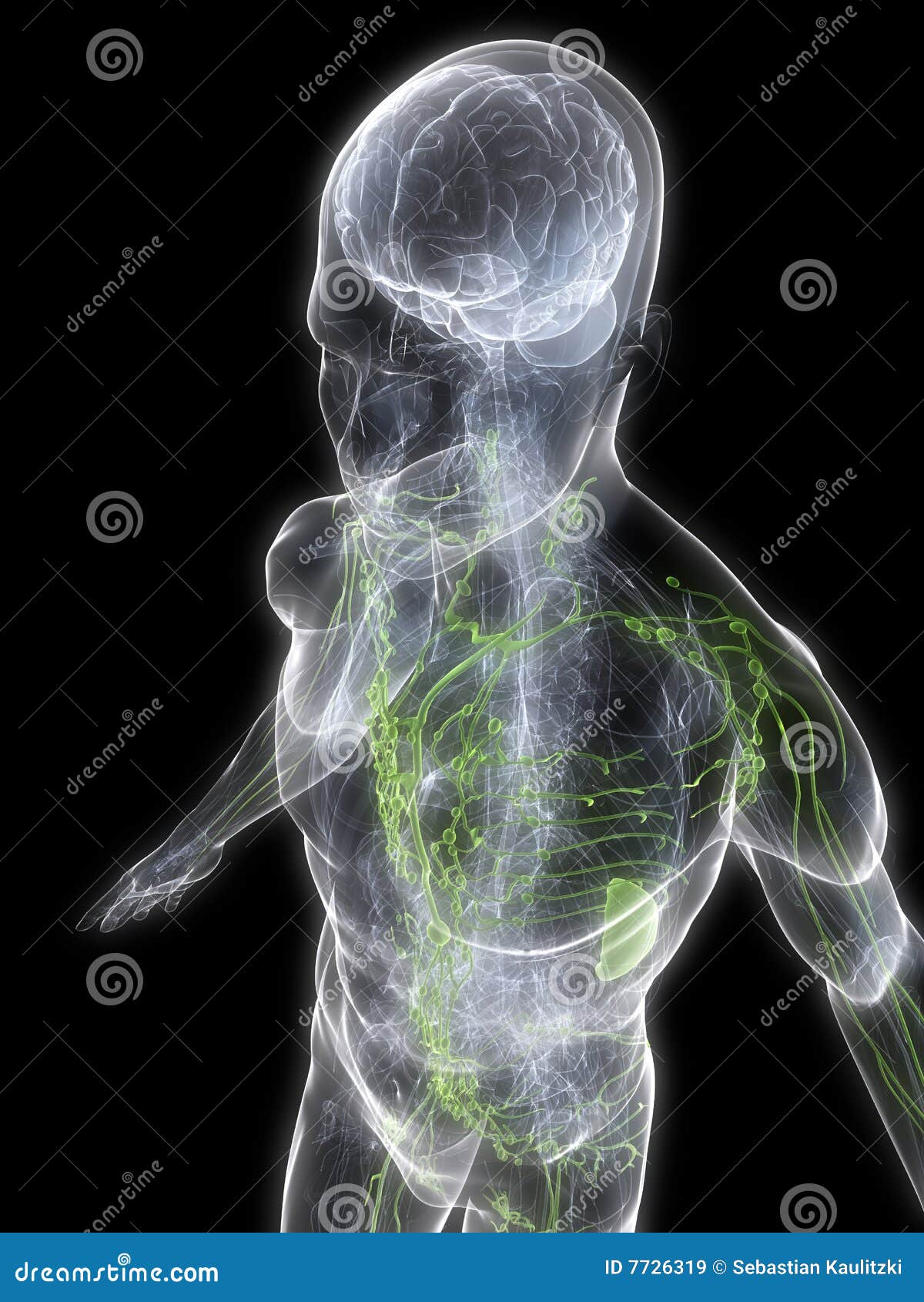 Highlighted Lymphatic System Royalty-Free Cartoon | CartoonDealer.com ...