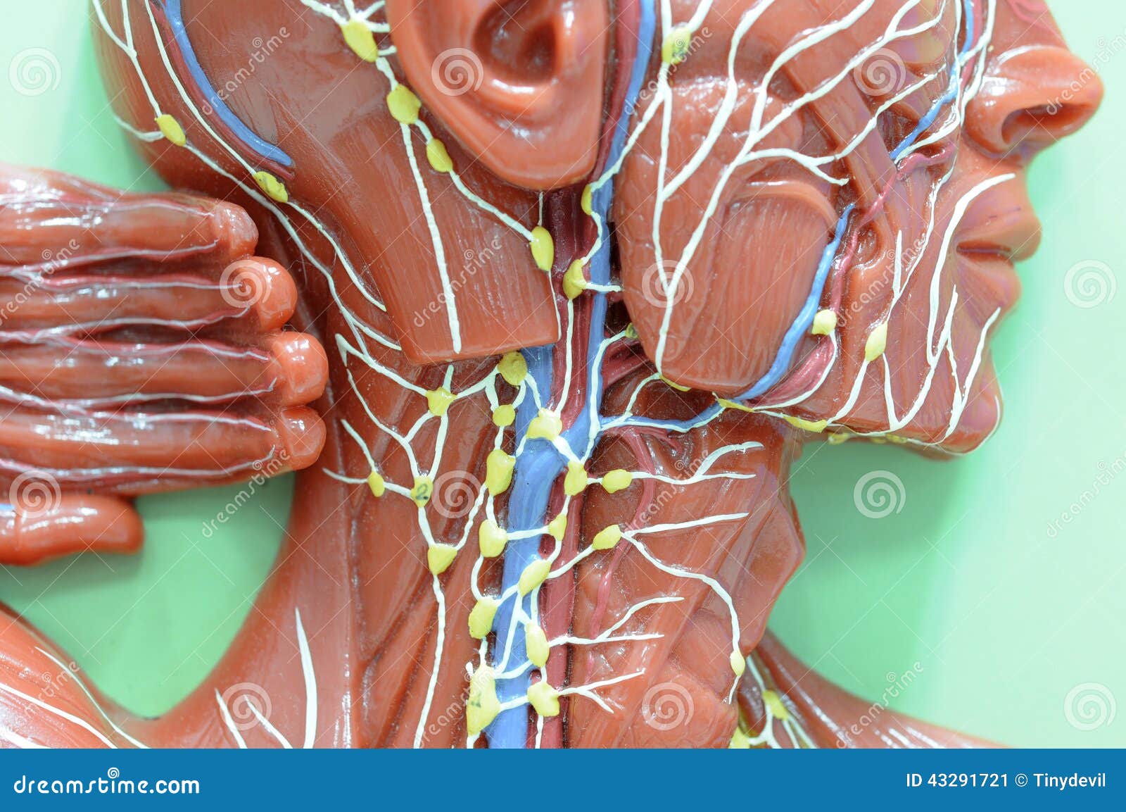 Lymphatic system stock image. Image of bone, physiology - 43291721