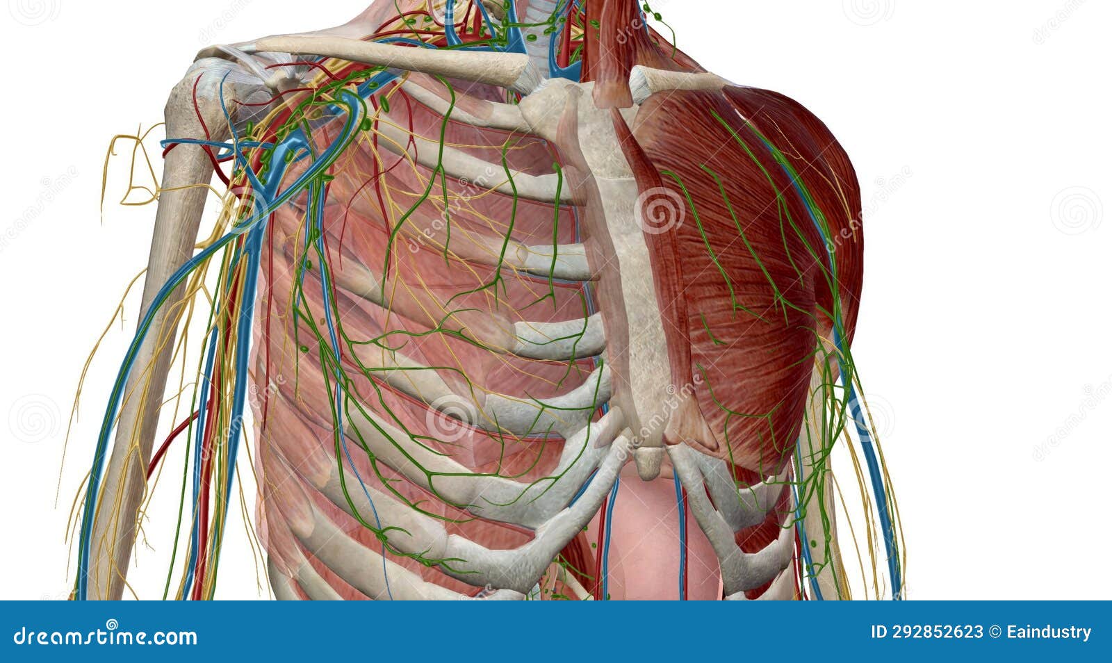 Thoracic and Mediastinal Lymph Nodes and Lymphatics Stock Illustration ...