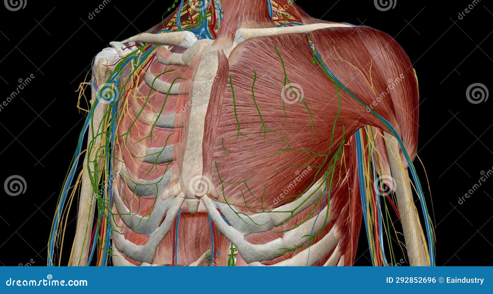 Mediastinal Lymphadenopathy