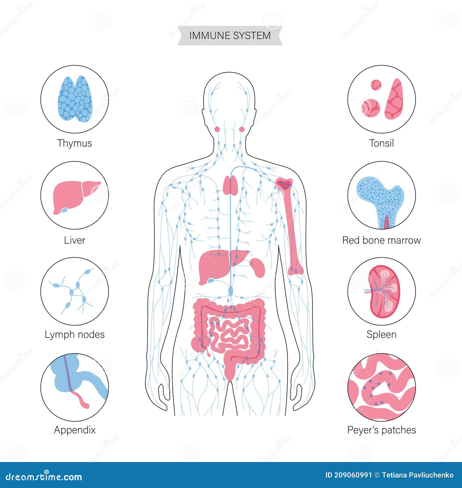 Lymphatic System Concept stock vector. Illustration of anatomy - 209060991
