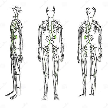 Lymphatic system stock illustration. Illustration of lymphatic - 70436065