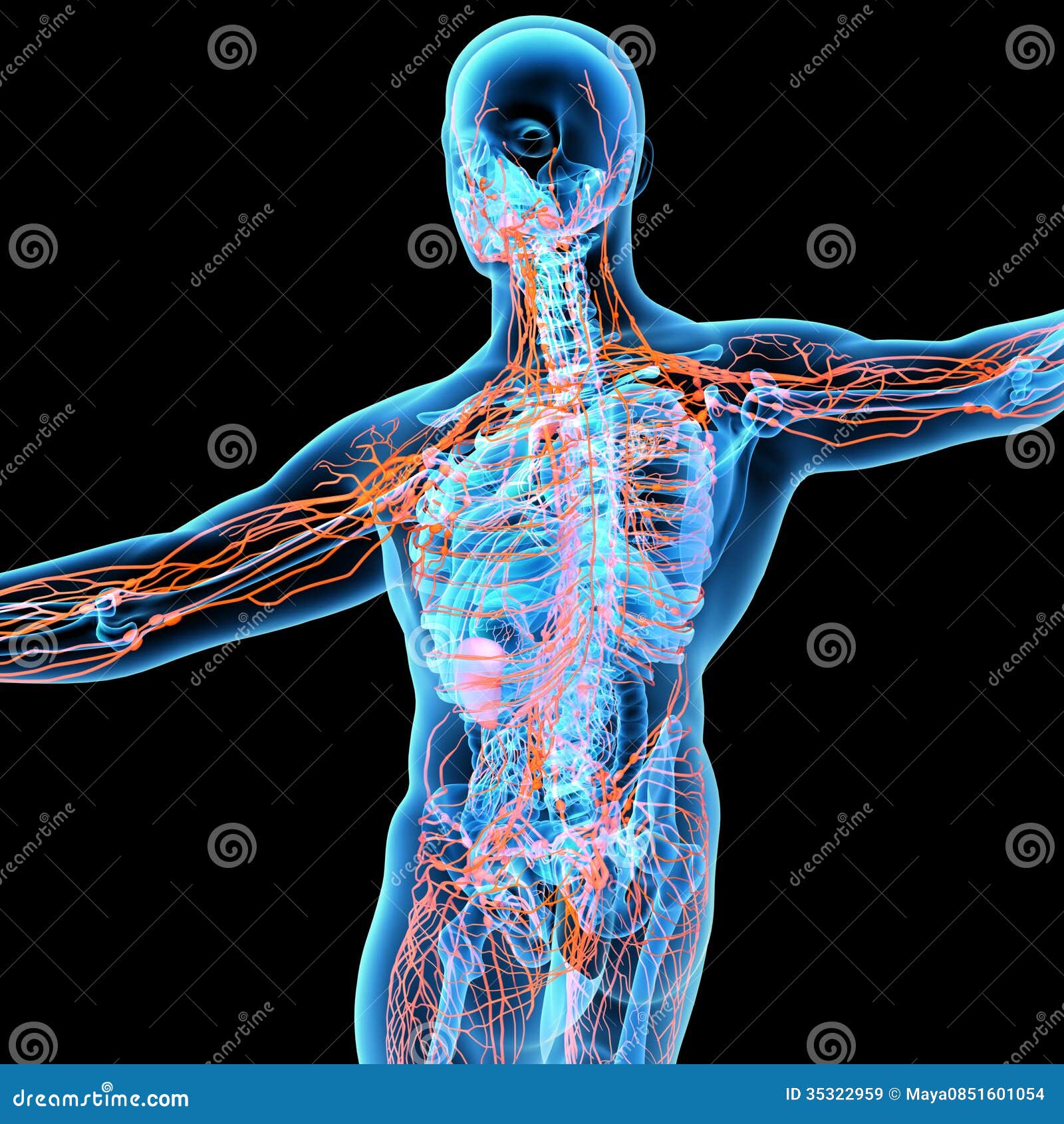 Lymphatic system stock illustration. Illustration of vessel - 35322959