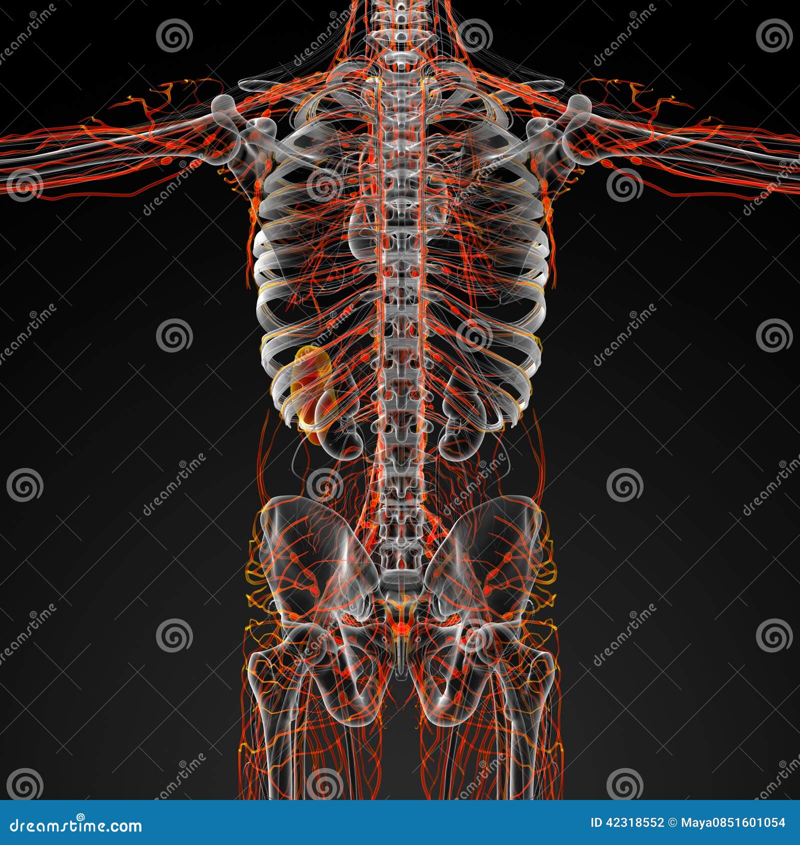 Lymphatic system stock illustration. Illustration of median - 42318552