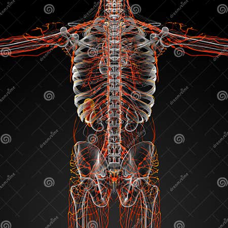 Lymphatic system stock illustration. Illustration of median - 42318552