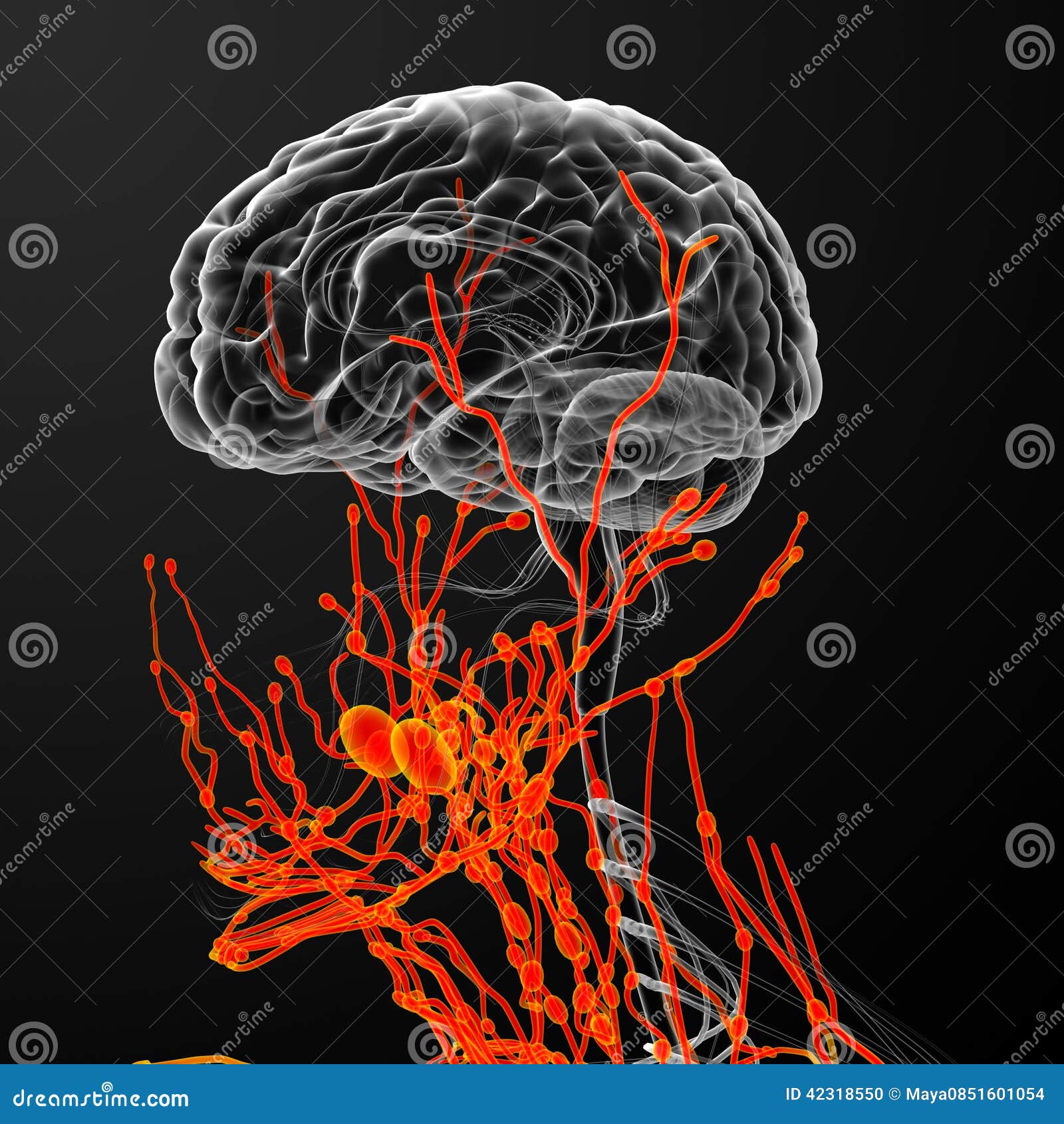 Lymphatic system stock illustration. Illustration of plexus - 42318550