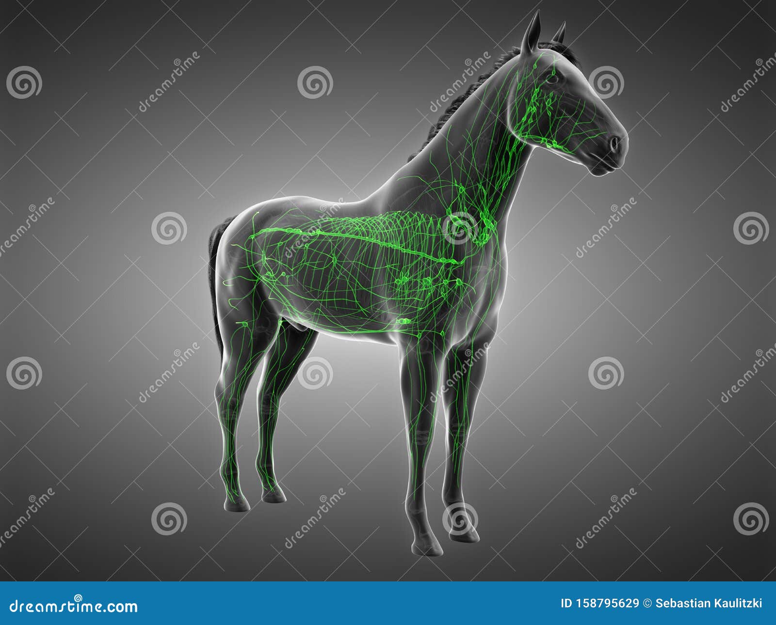 The lymphatic system stock illustration. Illustration of immunity ...