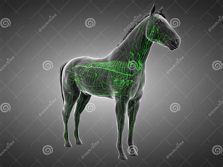 The lymphatic system stock illustration. Illustration of immunity ...