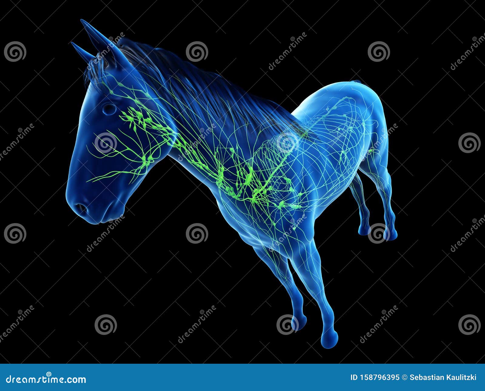 The lymphatic system stock illustration. Illustration of immunity ...