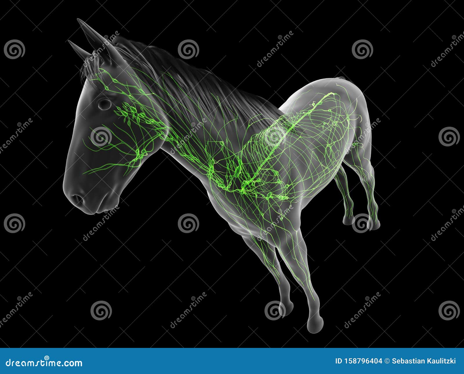 The lymphatic system stock illustration. Illustration of rendered ...