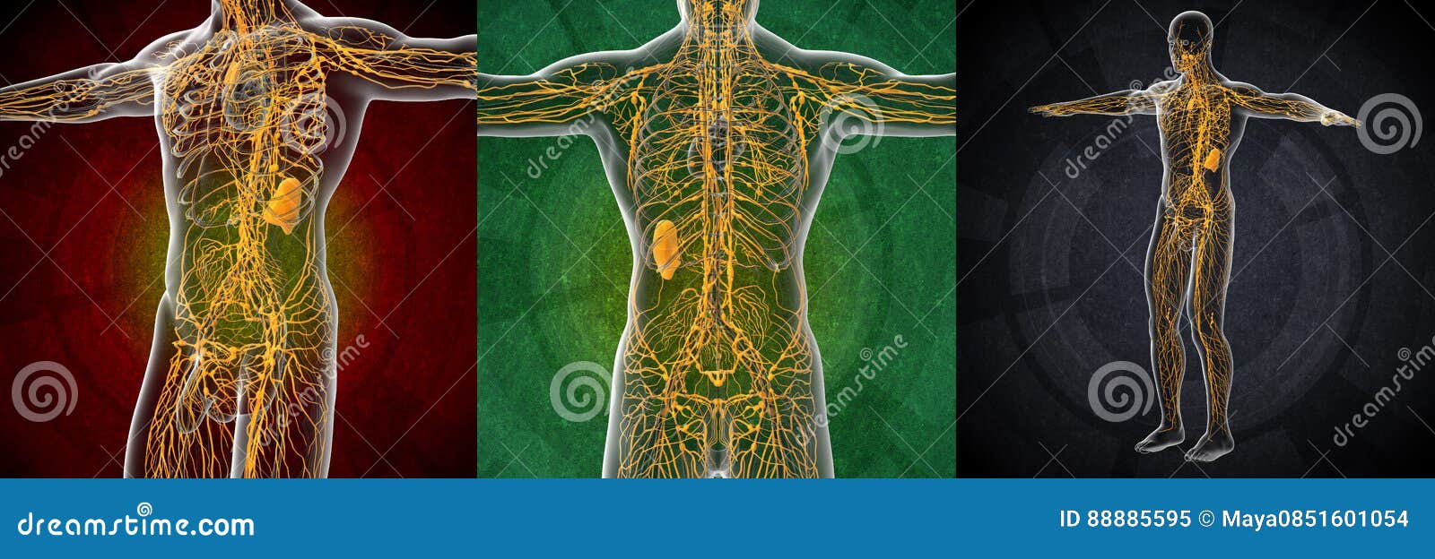 Lymphatic System Royalty-Free Cartoon | CartoonDealer.com #88885595