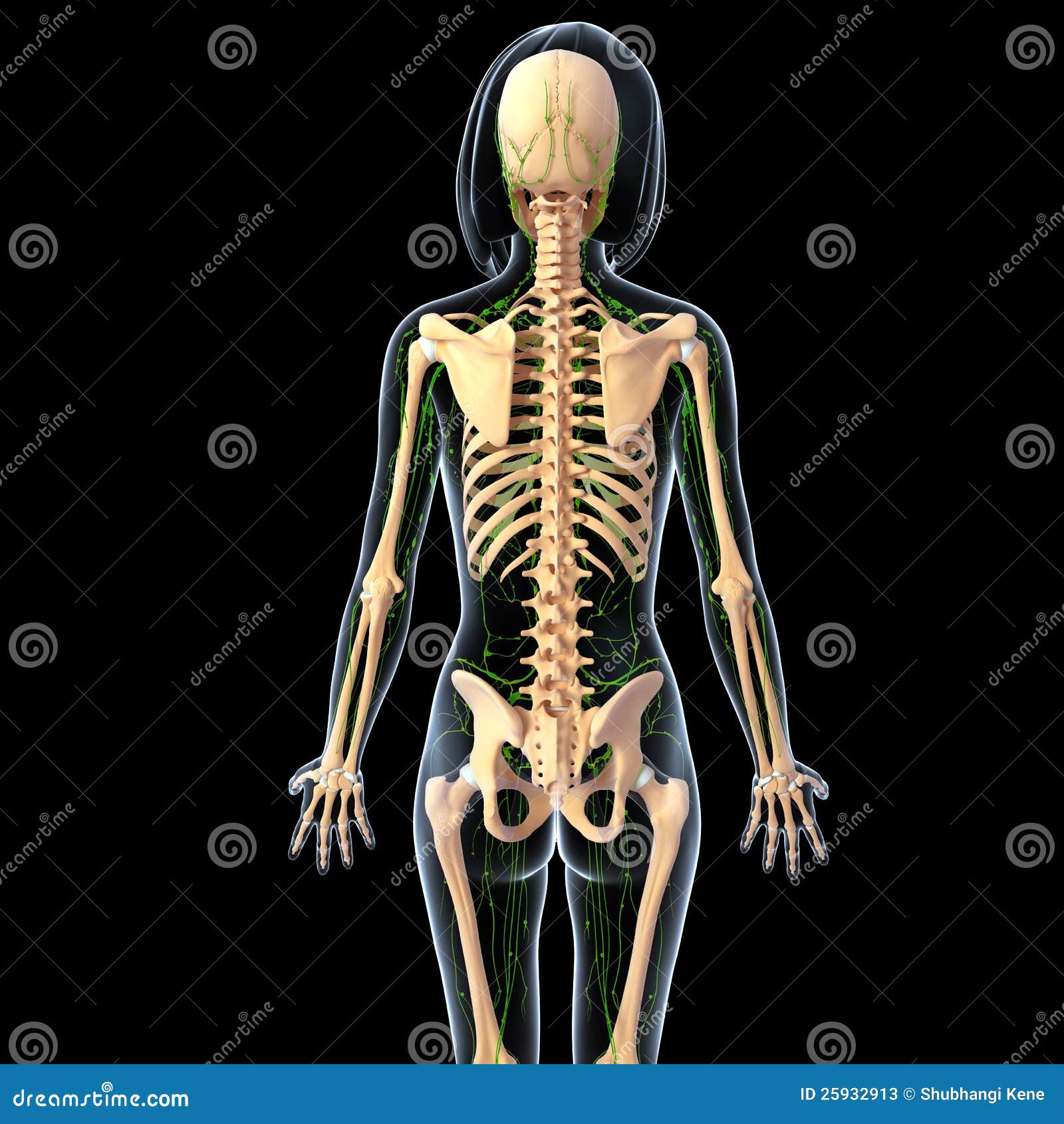 Lymphatic System of Female Back Stock Illustration - Illustration of ...