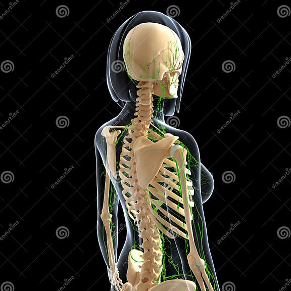 Lymphatic System of Female Back Side View Stock Illustration ...