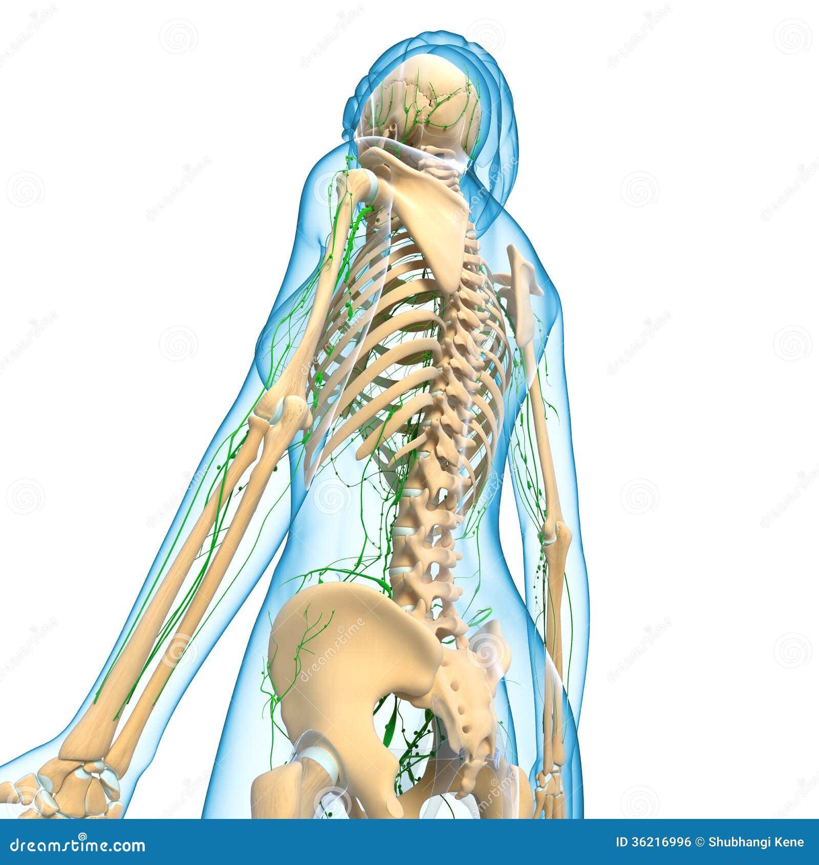 Lymphatic System of Female Body Stock Illustration - Illustration of ...