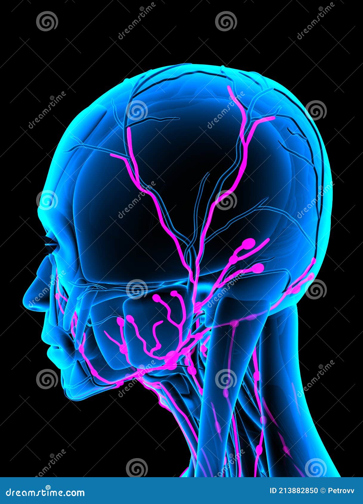 Lymphatic System Head X-ray Stock Illustration - Illustration of ...