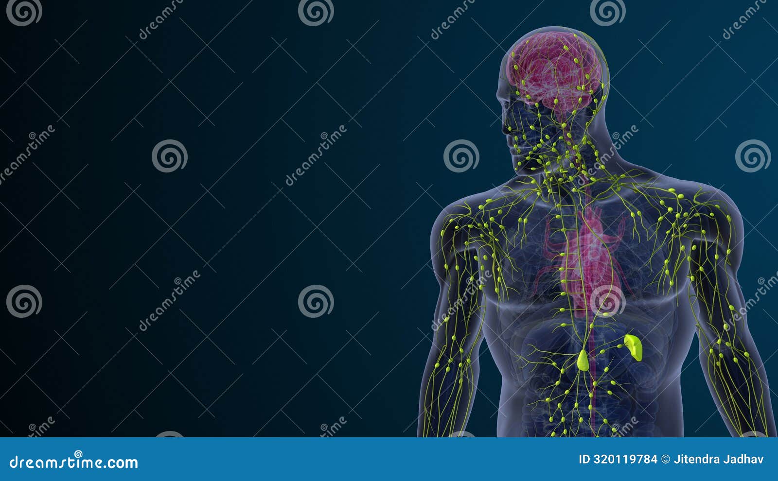 Lymphatic System of the Human Body Stock Photo - Image of lymphoid ...
