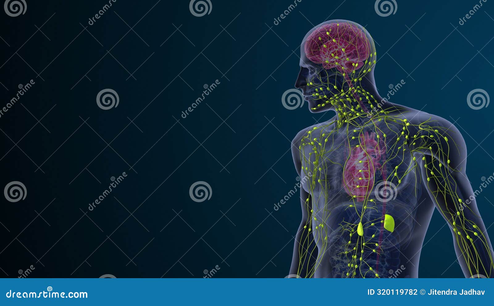 Lymphatic System of the Human Body Stock Photo - Image of gland, system ...
