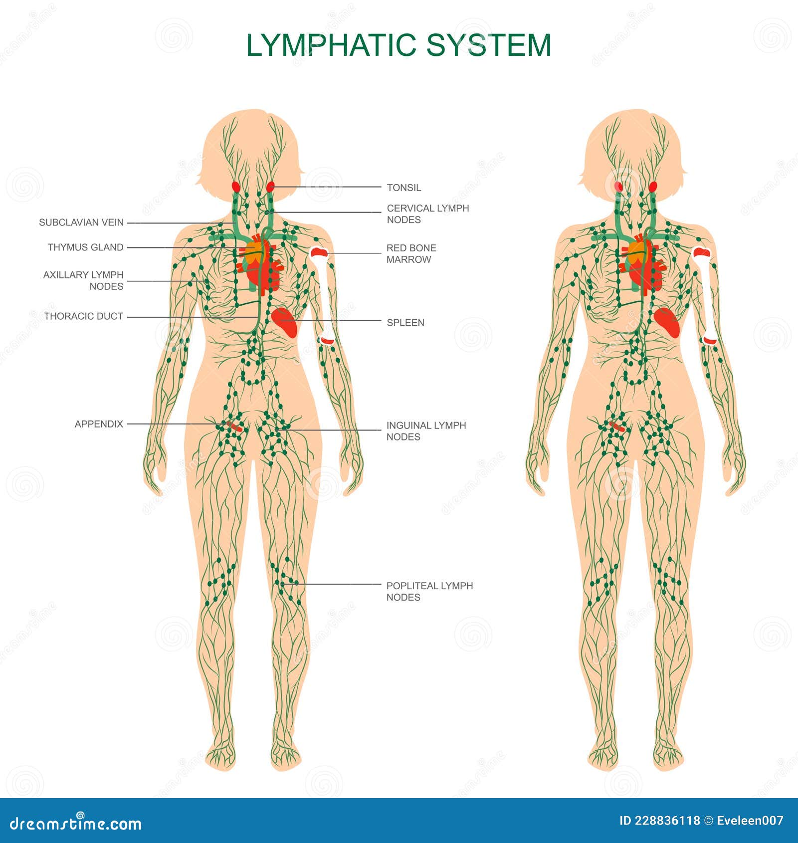 Lymphatic Organs Lymphatic Organs