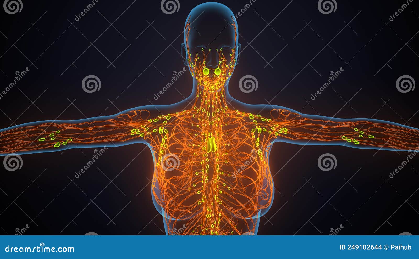 3D Illustration of Female Body Lymphatic with Brain and Circulatory ...