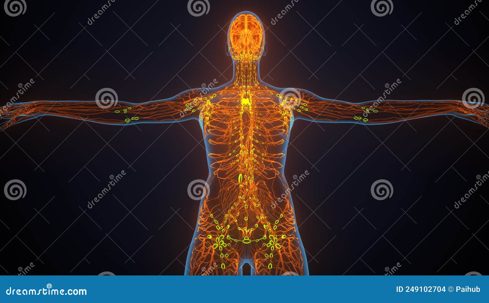 3D Illustration of Female Body Lymphatic with Brain and Circulatory ...