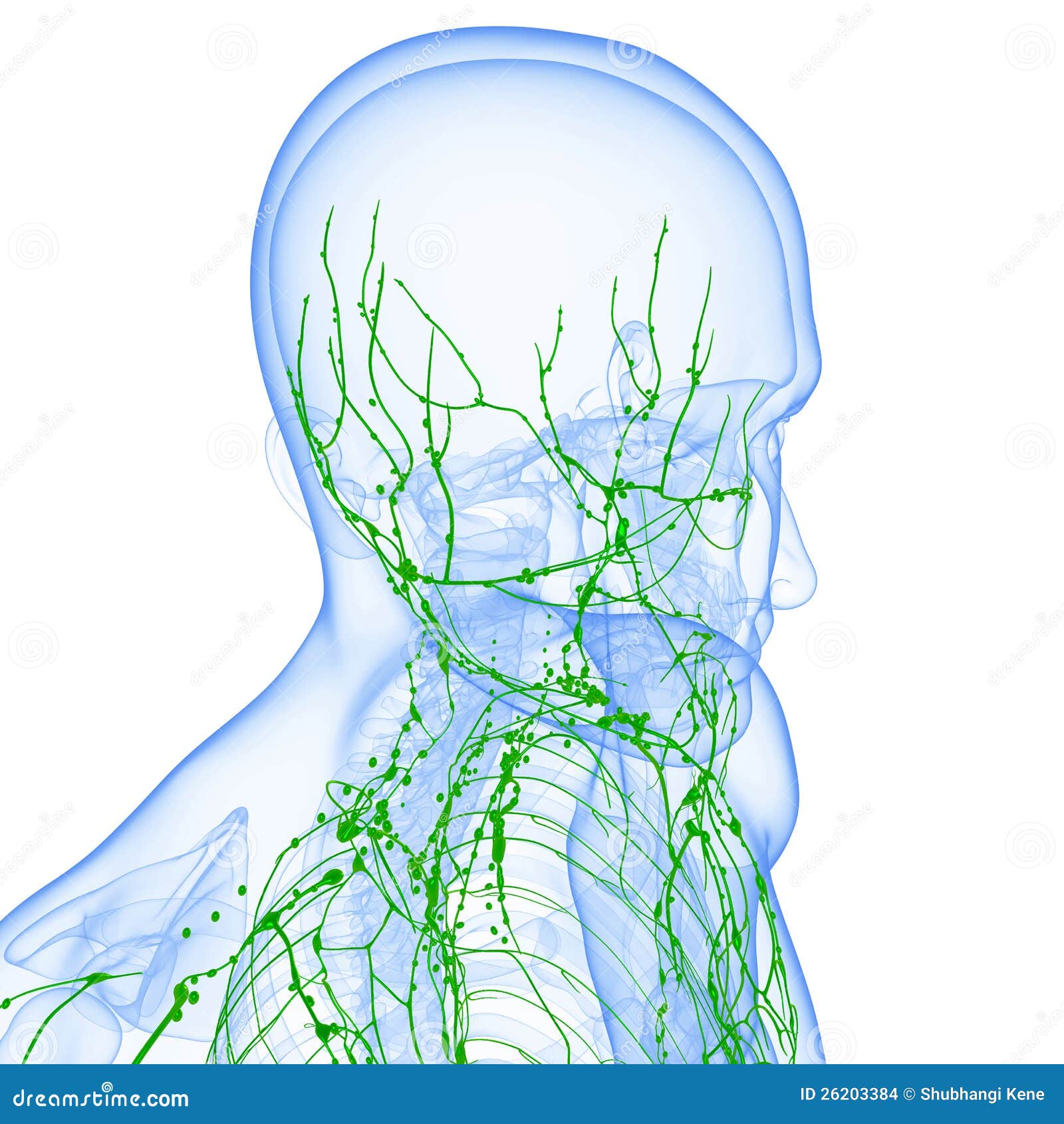 Lymphatic System of Male Body Isolated with White Stock Illustration ...