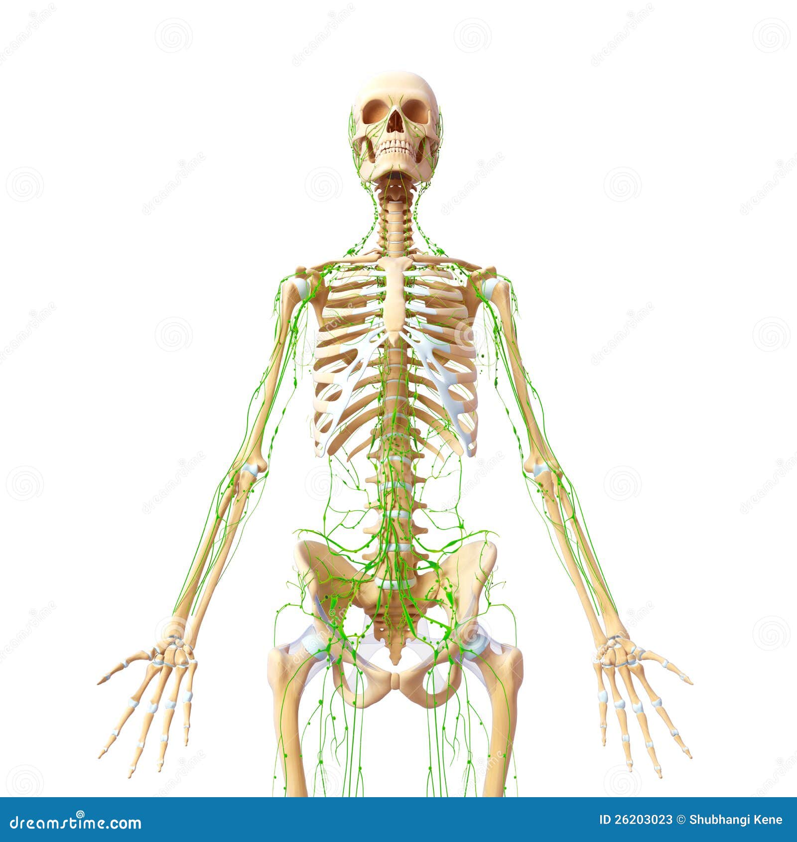 Lymphatic System of Male Full Body Stock Illustration - Illustration of ...