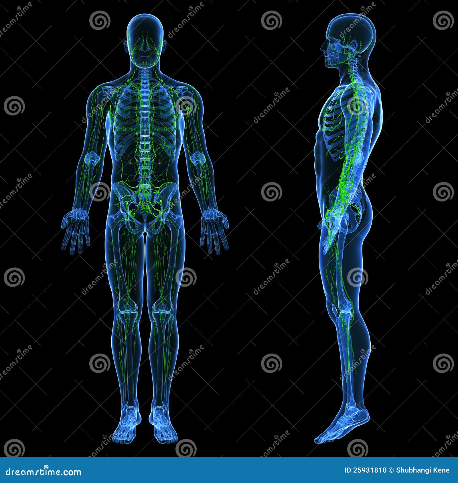 Lymphatic System of Male Indifferent Action Stock Illustration ...