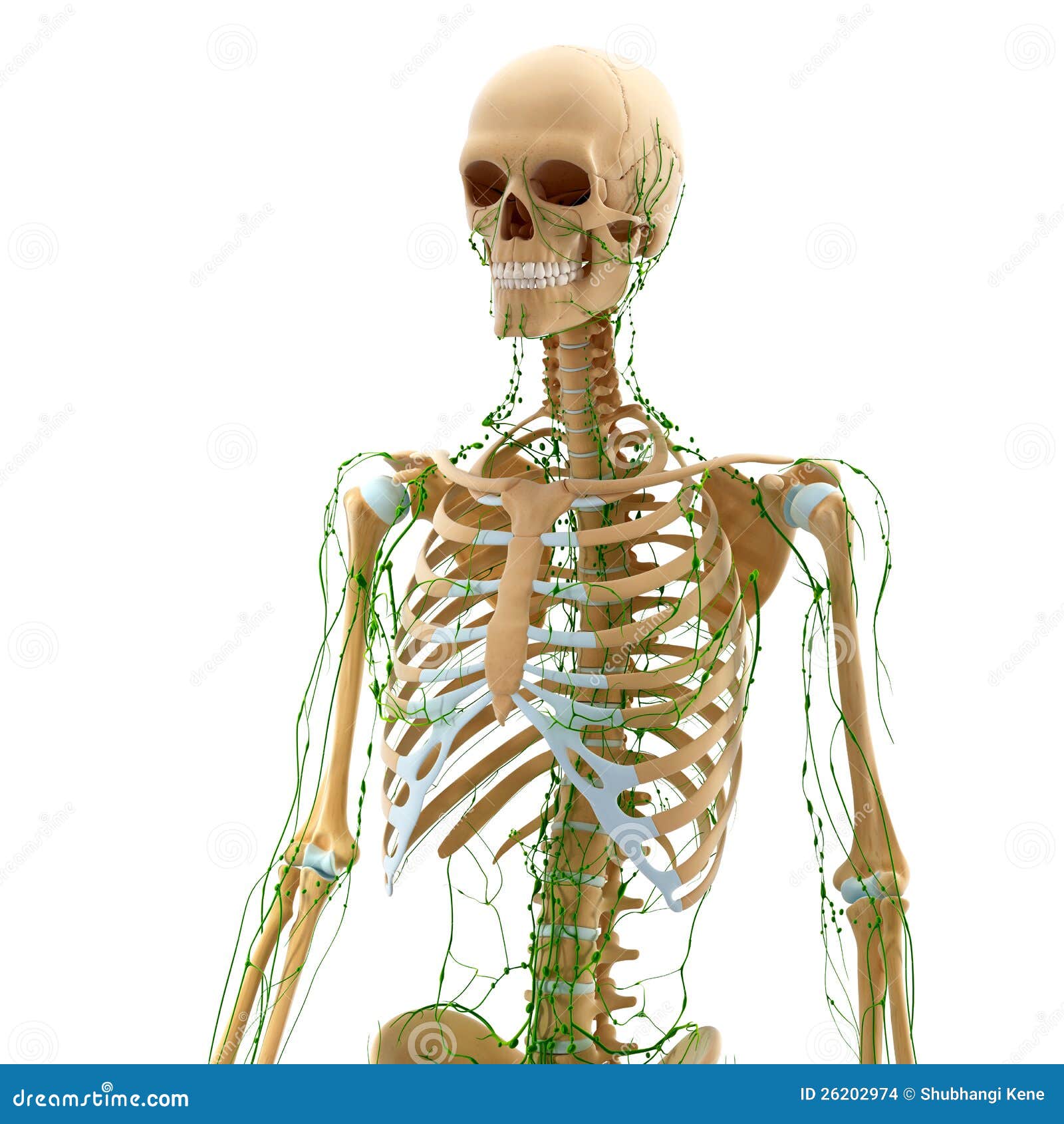 Lymphatic System Of Male With White Background Royalty-Free Cartoon ...