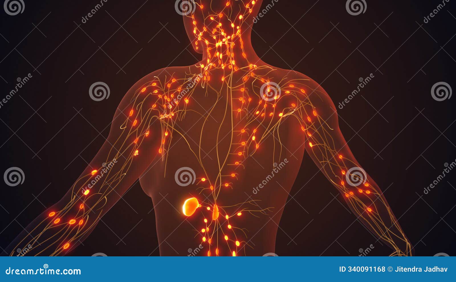 Lymphatic System Managing Nodes and Fluid Circulation Stock ...