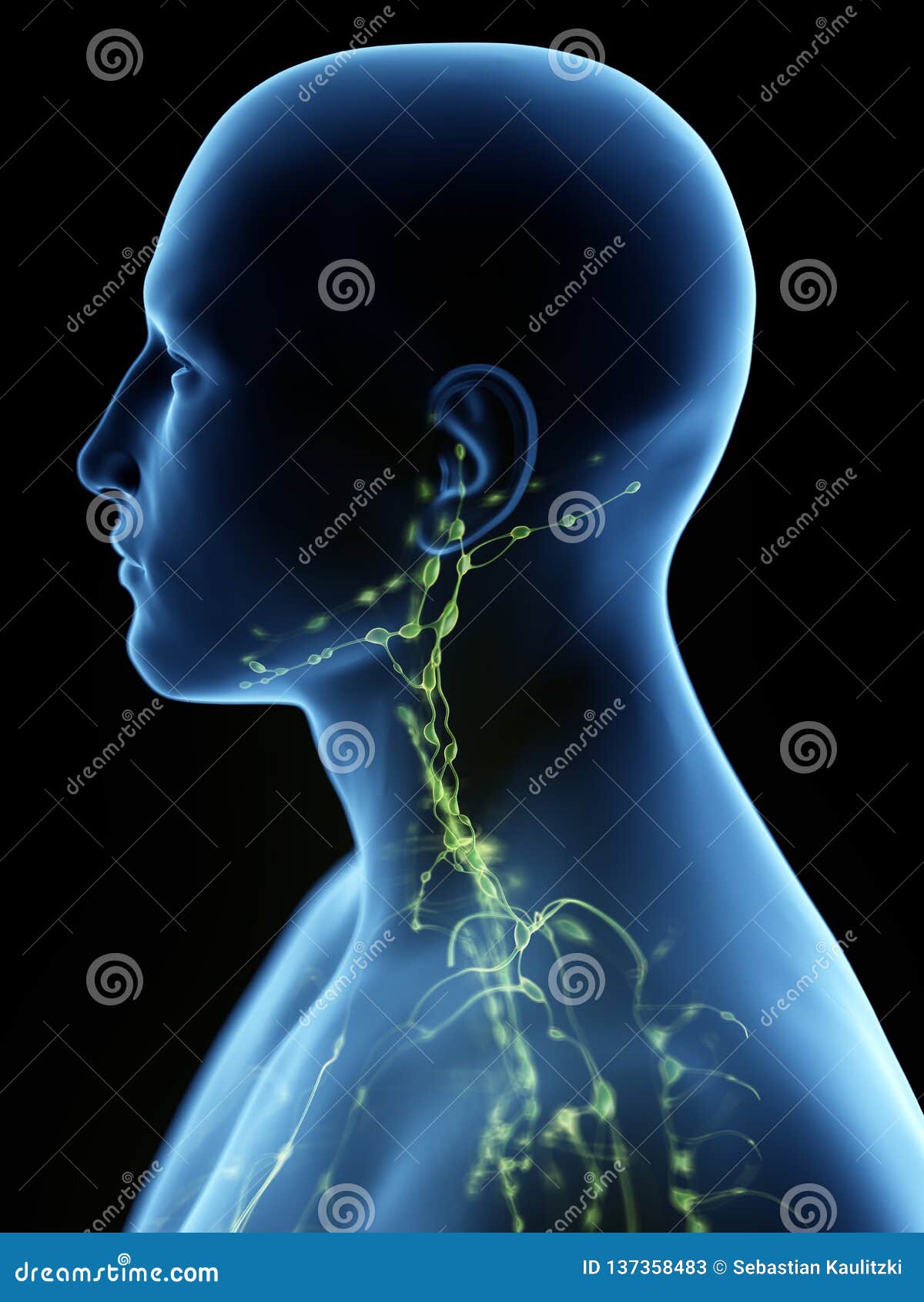 The Lymphatic System of the Neck Stock Illustration - Illustration of ...