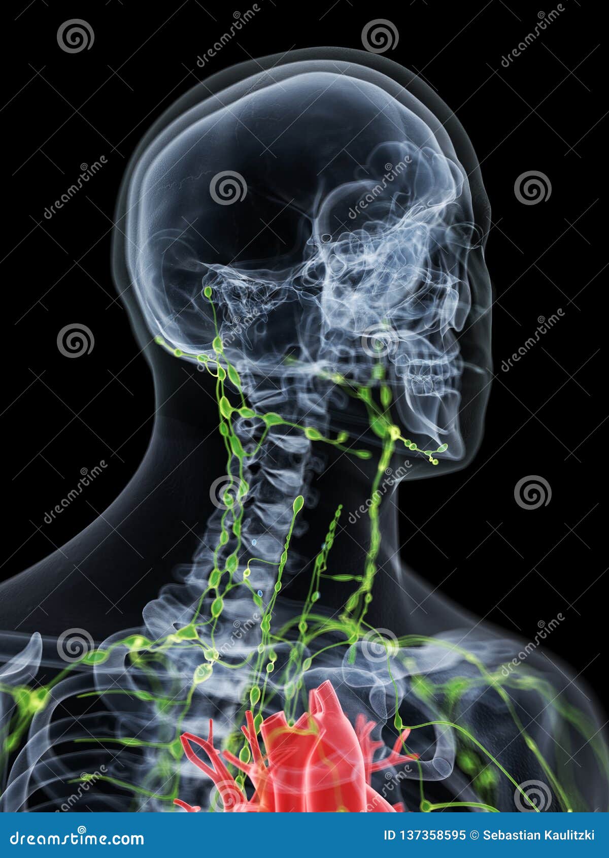The Lymphatic System of the Neck Stock Illustration - Illustration of ...