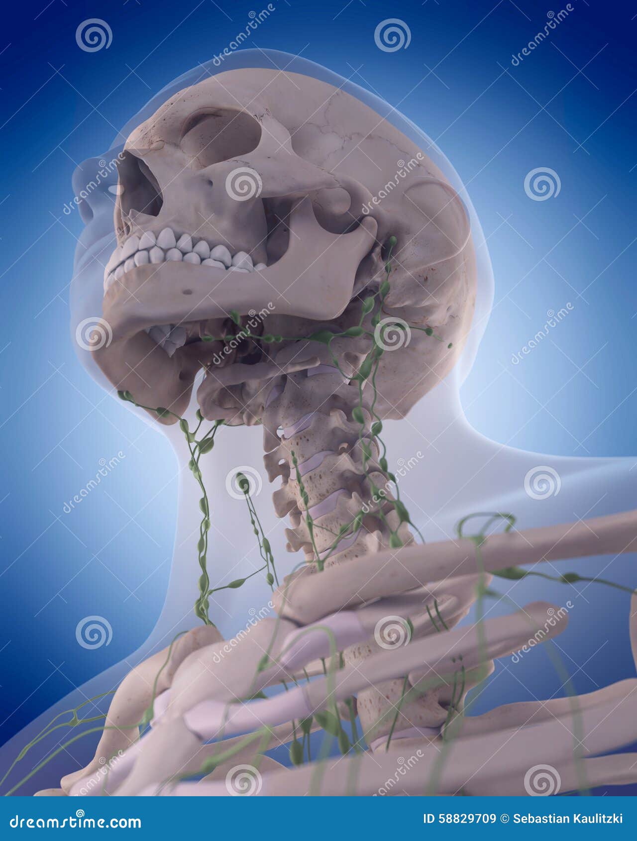 The Lymphatic System - the Neck Stock Illustration - Illustration of ...