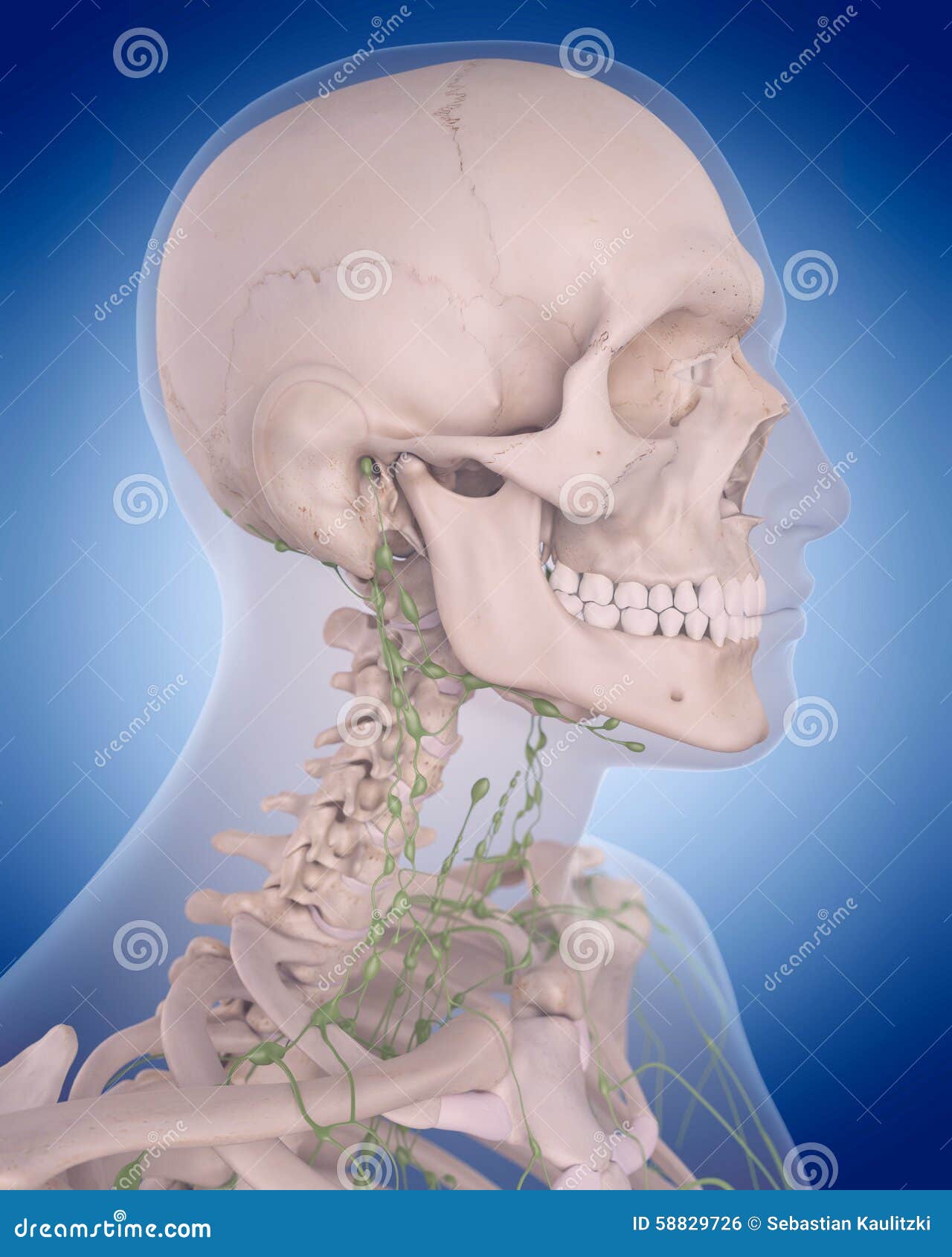 The Lymphatic System - the Neck Stock Illustration - Illustration of ...