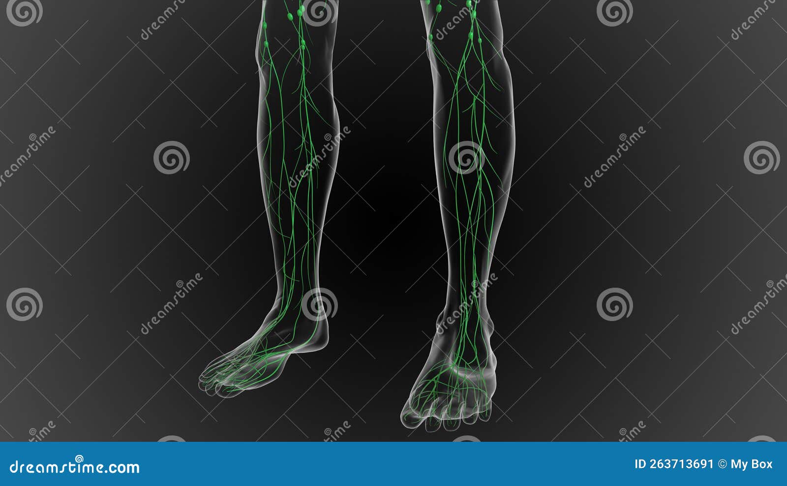 Lymphatic System is a Network of Delicate Tubes Throughout the Body, it ...