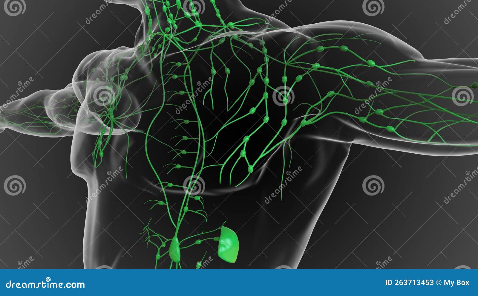 Lymphatic System is a Network of Delicate Tubes Throughout the Body, it ...