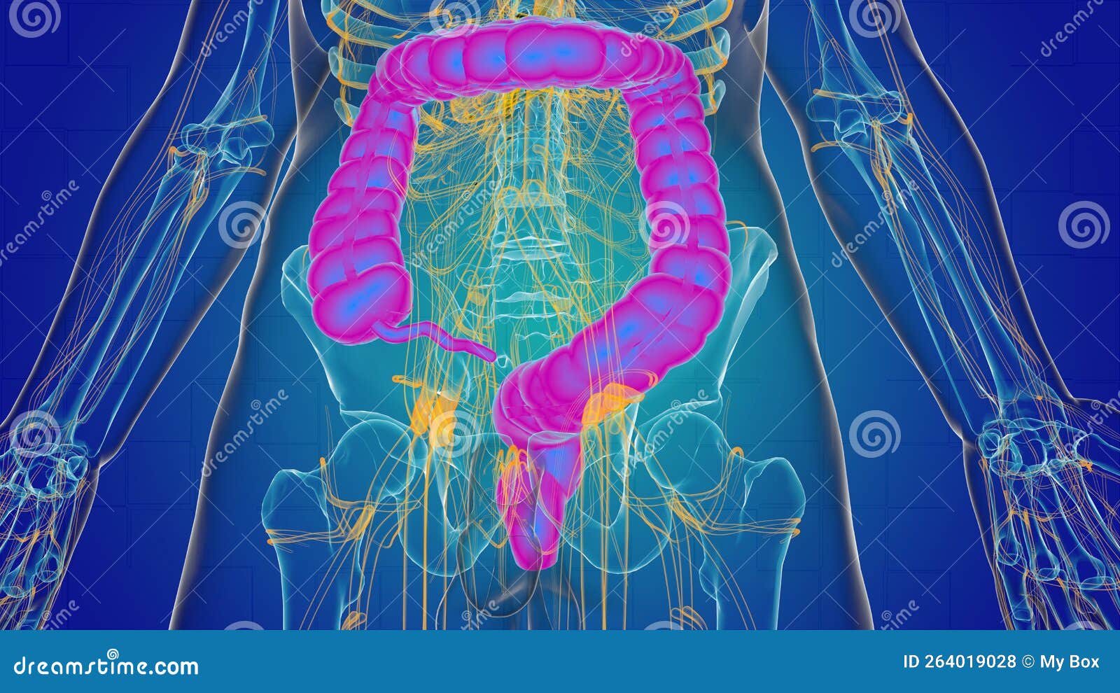 Lymphatic System is a Network of Delicate Tubes Throughout the Body, it ...