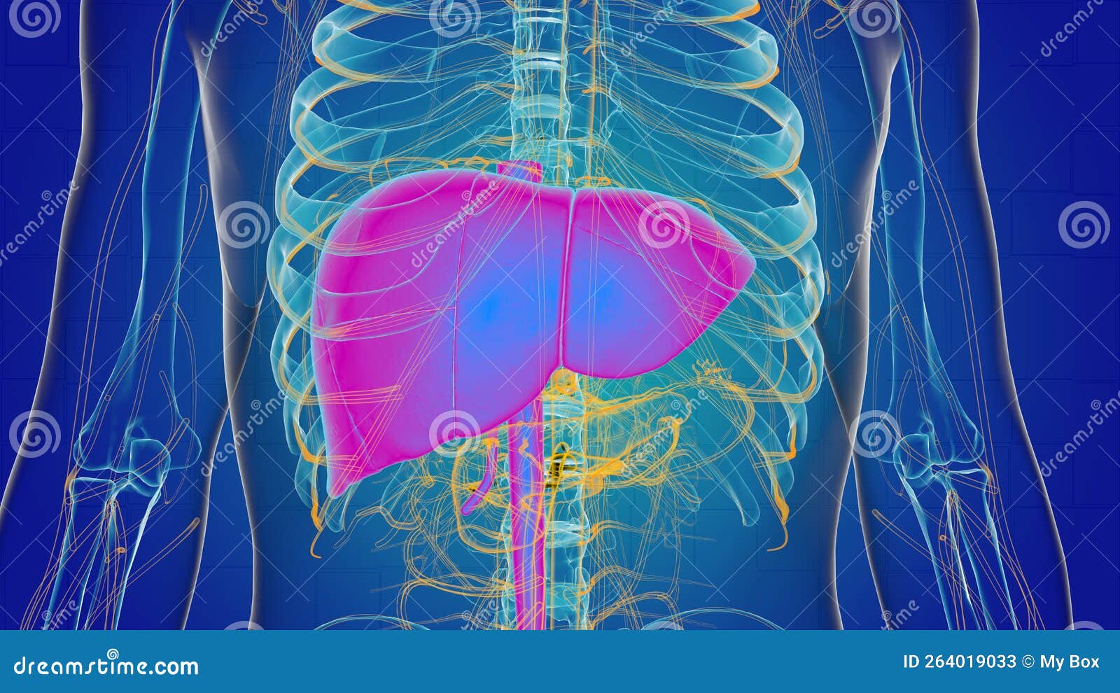 Lymphatic System is a Network of Delicate Tubes Throughout the Body, it ...