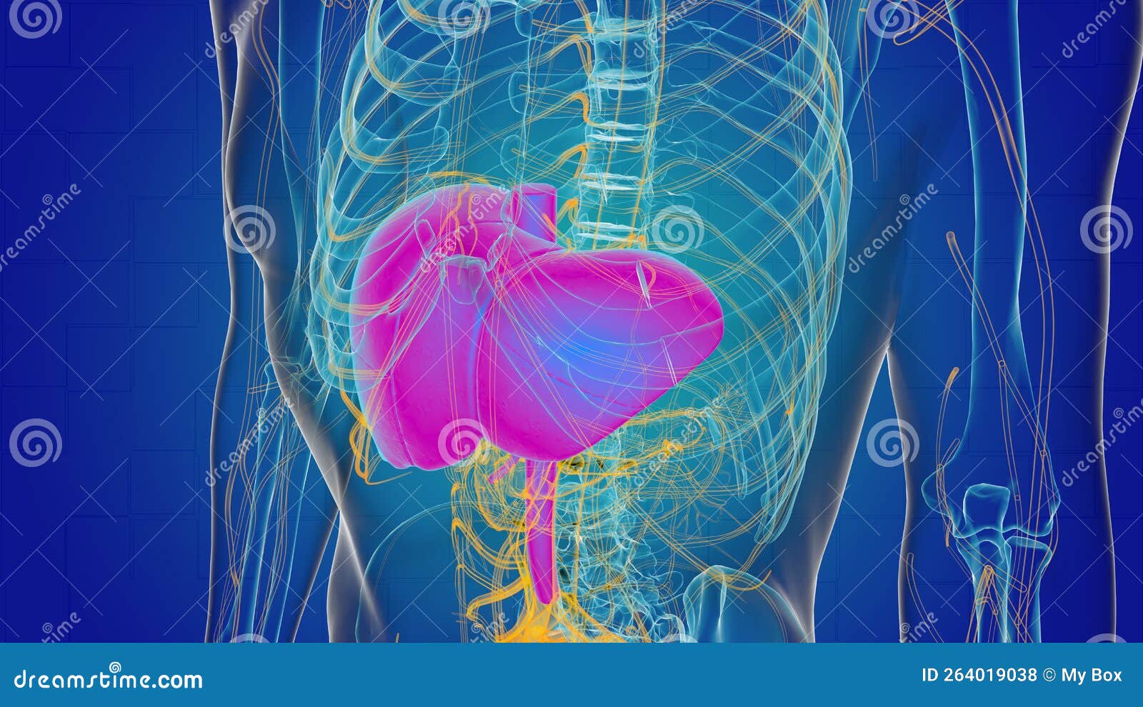 Lymphatic System is a Network of Delicate Tubes Throughout the Body, it ...