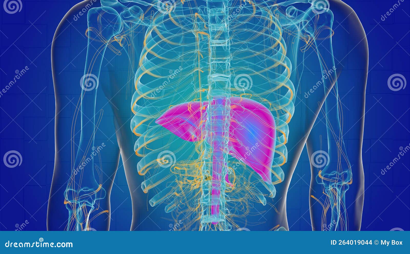 Lymphatic System is a Network of Delicate Tubes Throughout the Body, it ...