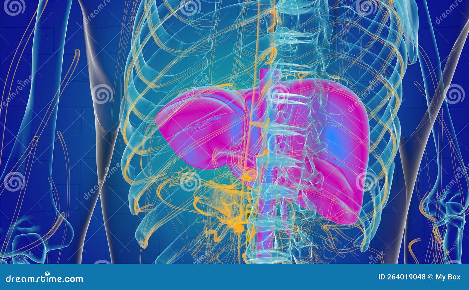 Lymphatic System is a Network of Delicate Tubes Throughout the Body, it ...