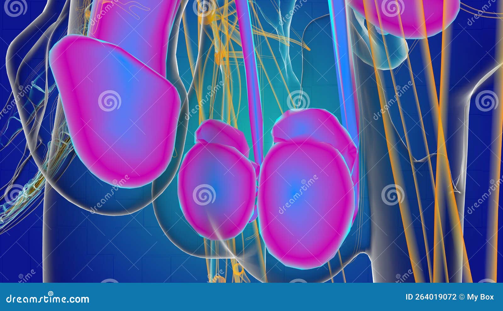 Lymphatic System is a Network of Delicate Tubes Throughout the Body, it ...