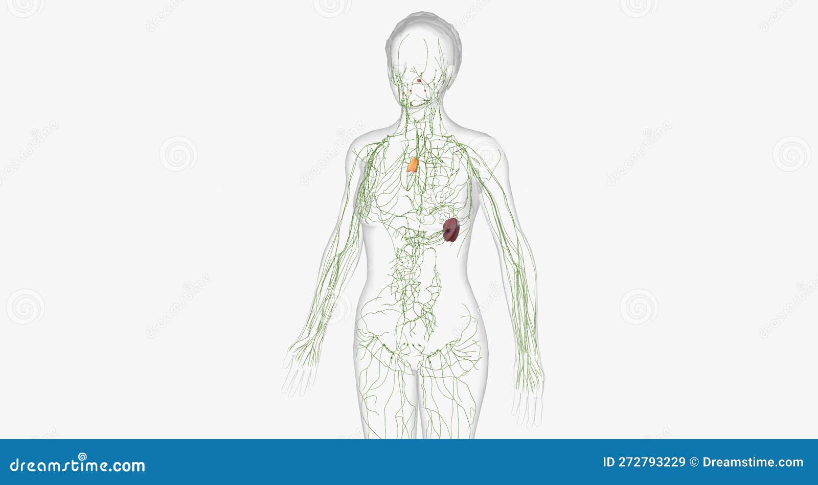 Lymphatic System Unlabeled