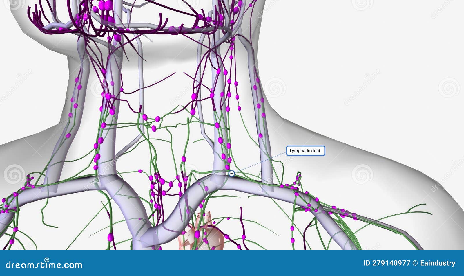 Lymphatic Organs Primary Lymphoid Tissues Secondary Lymphoid Tissues ...