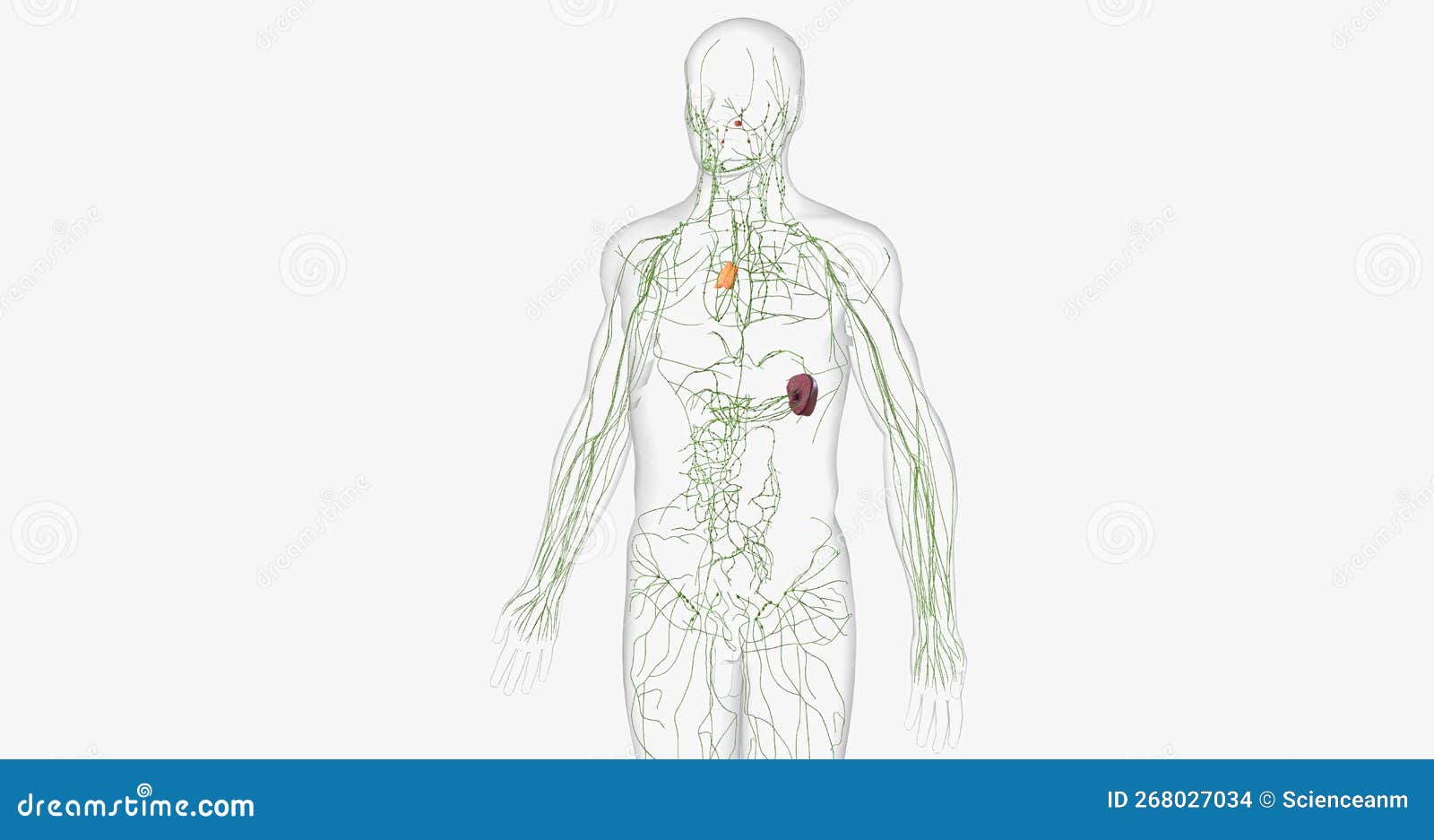 The Lymphatic System is a Network of Organs, Tissues, Vessels and Nodes ...