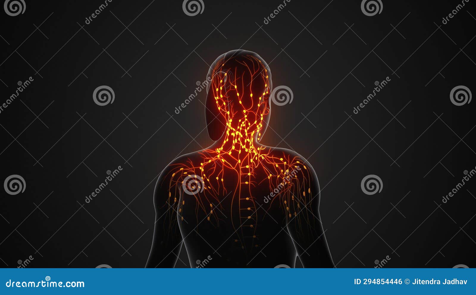 Female Lymphatic System Anatomical Structure Stock Photo - Image of ...
